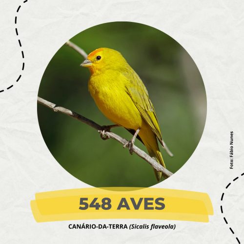 A verdadeira fauna da Caatinga - No Clima da Caatinga