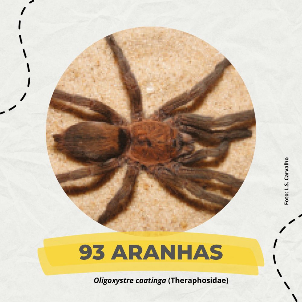 A verdadeira fauna da Caatinga - No Clima da Caatinga