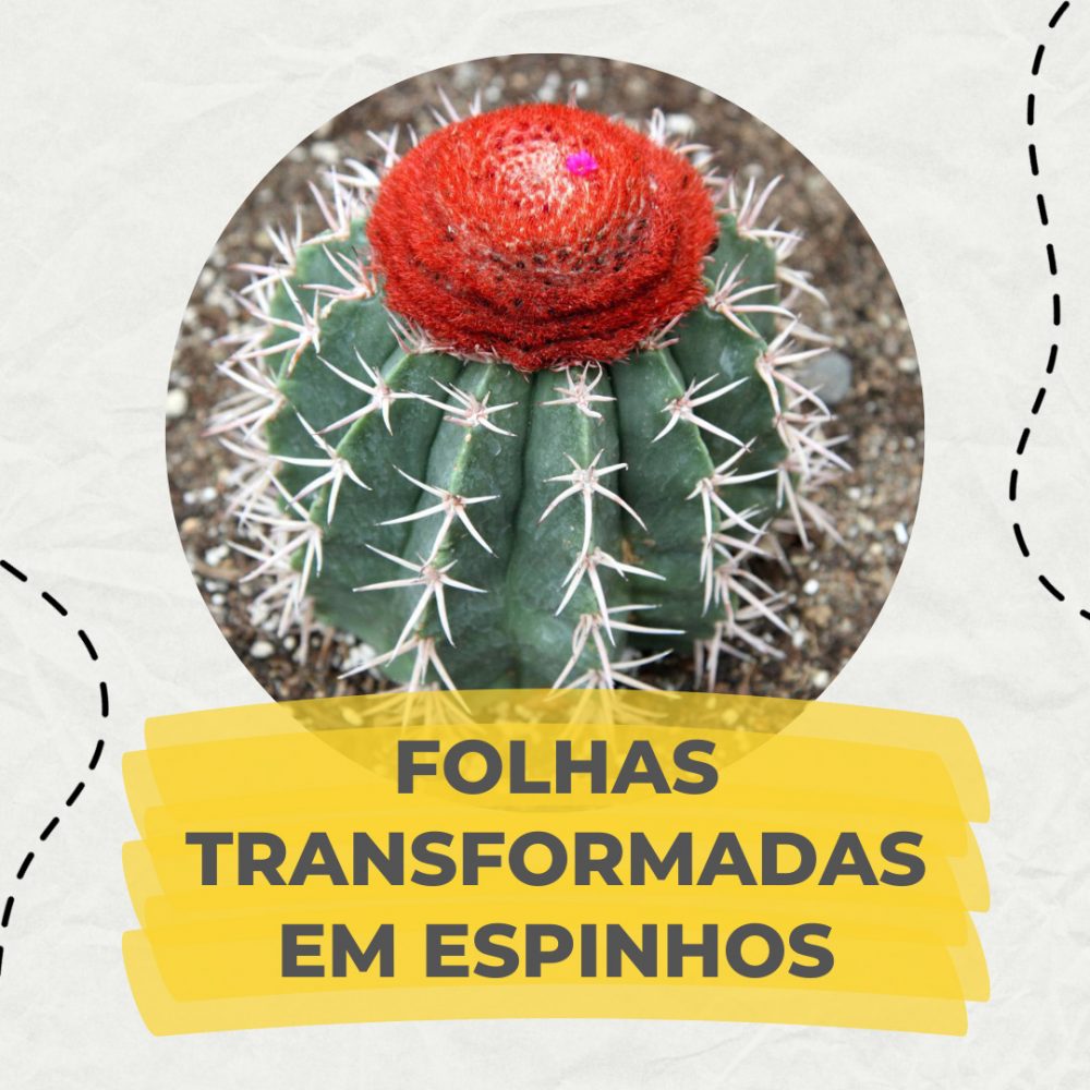 A verdadeira flora da Caatinga - No Clima da Caatinga