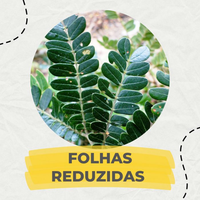 A verdadeira flora da Caatinga - No Clima da Caatinga