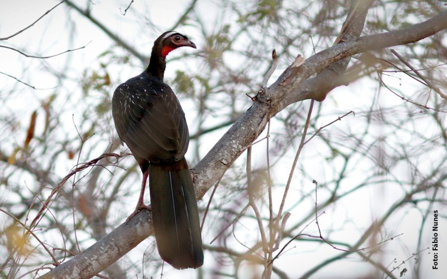 No Clima da Caatinga protege 17 espécies da fauna ameaçadas de extinção